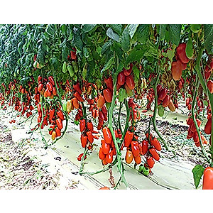 30+ Italian San Marzano Paste Tomato Seeds, Heirloom Non-GMO, Indeterminate, Open-Pollinated, Productive, Delicious, from USA
