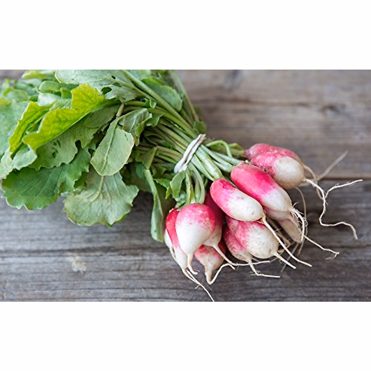 French Breakfast Radish Seeds for Planting, 200+ Heirloom Seeds Per Packet, (Isla's Garden Seeds), Non GMO Seeds, Botanical Name: Raphanus sativus, Great Home Garden Gift