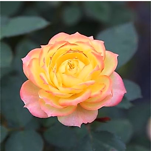 zcbang Rare Varieties Colorful Rose Seeds 100Pcs Mixed Color Rose Flower