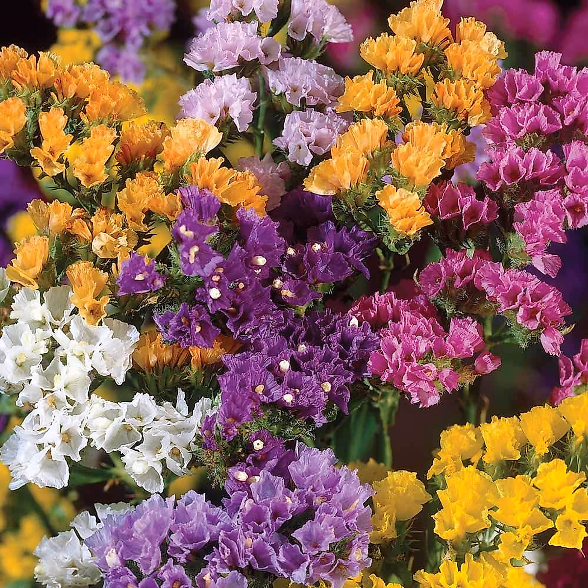 CEMEHA SEEDS - Seeds Wavyleaf Sea Lavender Statice Limonium Mix Annual Flowers for Planting