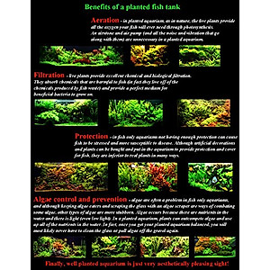 Aquatic Discounts - 4 Types of Easy/Beginner Live Aquarium Plants - Anubias + Amazon Sword + Ludwigia + Java Moss BUY2GET1FREE!