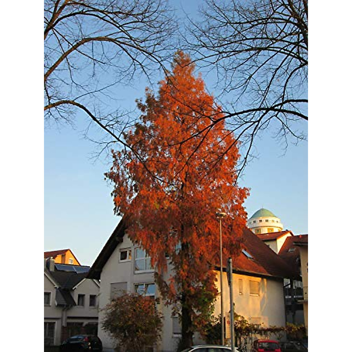 Jurassic Dawn Redwood | Tree Seed Grow Kit | The Jonsteen Company