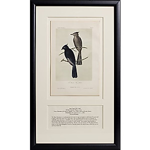 The Black Flycatcher