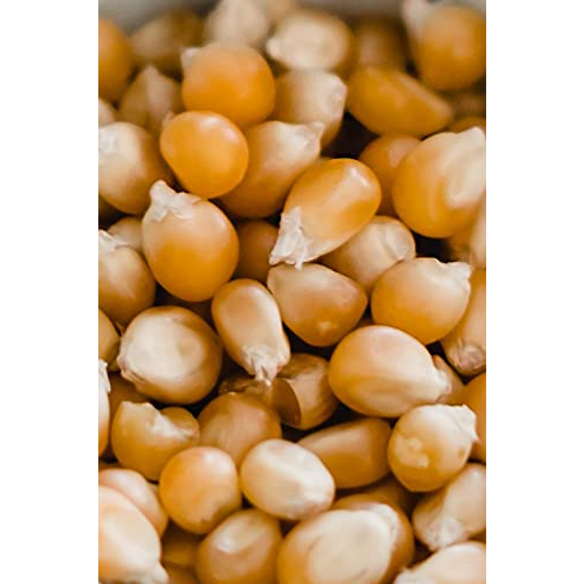 Amish Country Popcorn | 6 lb Bag | Mushroom Popcorn Kernels | Old Fashioned, Non-GMO and Gluten Free (Mushroom - 6 lb Bag)