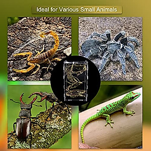 FORKPIE Habitat Terrarium Enclosure Reptile Terrarium Acrylic Tank Full View Jumping Spider Tarantula Enclosure, Insects Feeding Tank for Reptiles Mantis Lizard Habitat Snake Gecko(4.7x4.7x7.8inch)