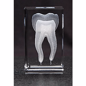 Anatomy Crystal (Tooth, 1 Pound)