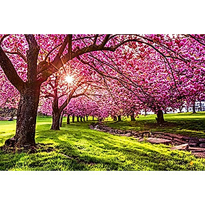 30 Pcs Weeping Sakura Seeds Plant Cherry Blossom Seeds,for Growing Seeds in The Garden or Home Vegetable Garden