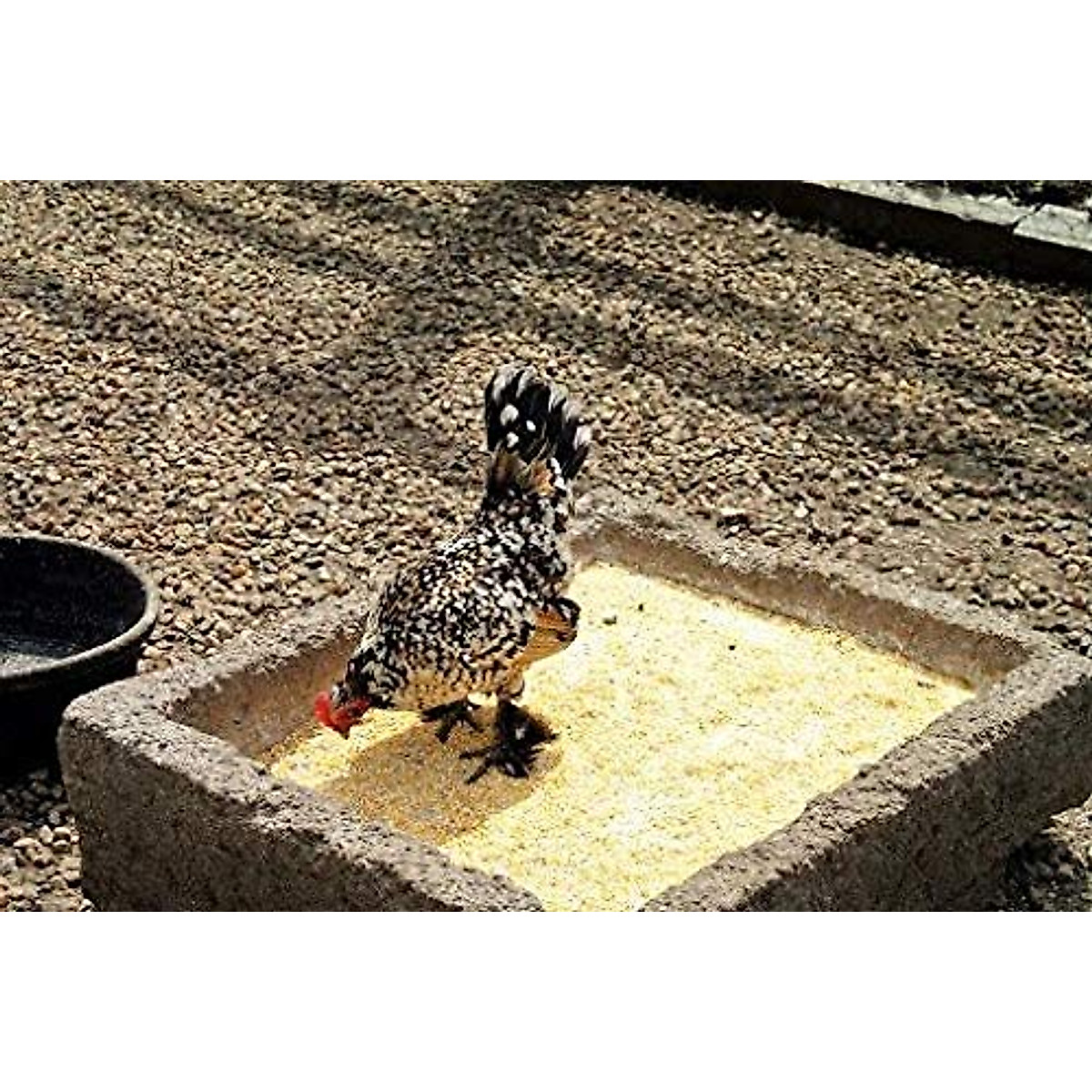 Executive Deals Cracked Corn Feed for Birds, Squirrels, Deers, Wildlife - 10LB (Double-Sealed)