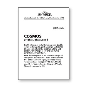 Burpee Bright Lights Mixed Colors Cosmos Seeds 300 seeds