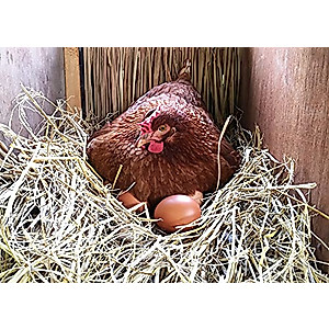 Blue Mountain Hay Organic Bedding Straw (3lb) Natural Animal Bedding Straw for Guinea Pigs, Chinchillas, Rabbits, Hamsters, Chickens, Feral Cats & Chicken Coops | Pet Bedding Straw | Pet Shelters