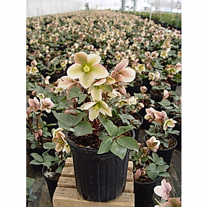 Green Promise Farms FPHELBIP Helleborus-X 'Ivory Prince' (Christmas Rose) Walhelivor Perennial Live Plant, 1 Gallon, White