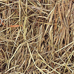 Grandpa's Best Premium Timothy Hay 10lb Loose Boxed