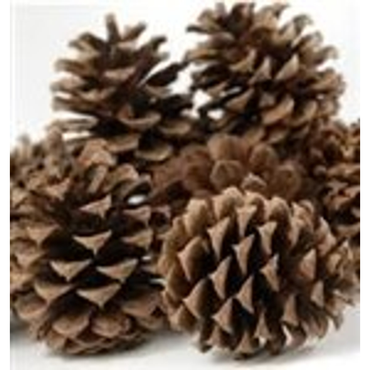 All Things Bunnies Just Plain Old Pine Cones