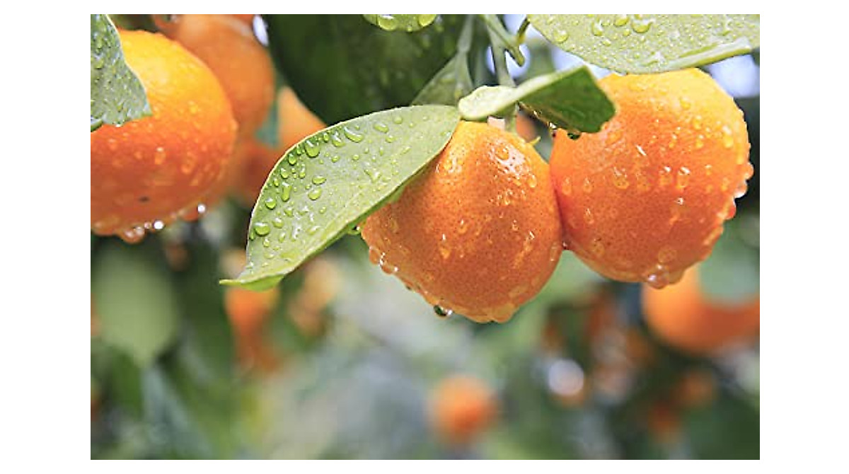 Seedless Citrus Orange Tree Seeds - Grow Delicious Oranges
