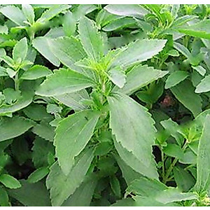 100pcs/bag Stevia Flores Seeds Stevia Herbs plantas Seeds Plant Plante Green Herb Stevia rebaudiana Semillas for Garden Planting