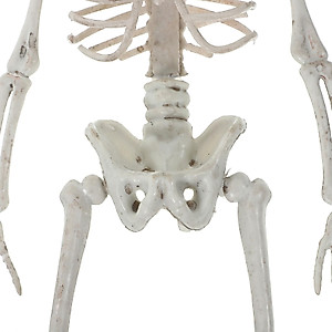 The Mannequin Halloween Skeleton Plastic Models Mannequin Maniquin Scary Halloween Decorations Anatomy Teaching Tools Toy Decorate Props The Sign Some Joints Movable Full Body Mannequin