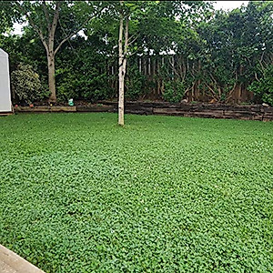 Outsidepride Perennial White Miniclover® Lawn Clover & Ground Cover Seeds - 1 LB