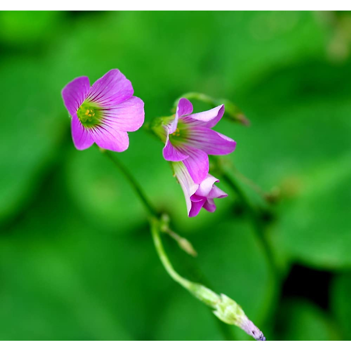 Green Shamrock Bulbs 15 Luck Oxalis Bulbs to Plant, Easy to Grow Indoors Outside The Novice Gardener's Choice