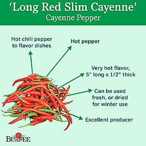 Burpee Long Red Slim Cayenne Hot Pepper Seeds 100 seeds