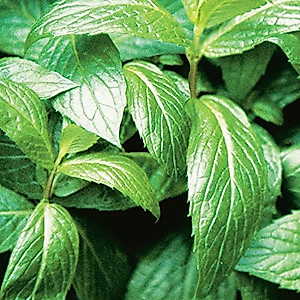 Bonnie Plants Sweet Mint Live Edible Aromatic Herb Plant - 4 Pack, Easy To Grow, Non-GMO, Perennial In Zones 5 to 11, Used In Teas & Other Beverages, Salads, Garnish, Jelly & Desserts