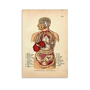 Internal Organs Of The Human Body From The Household Physician Canvas Wall Art Print Poster For Home School Office Decor Unframe 12x18inch(30x45cm)