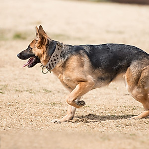 Spiked Studded Dog Collar, WANYANG Big Sharp Spike Dog Collars, Geniune Leather, Neck Protection from Bite, Adjustable, Fit Pitbull Doberman German Shepherd, for Medium Large Dogs