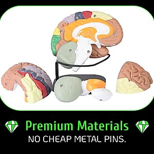 Geekidoc Human Brain Model with Laser-Engraved Numbers and Labeling | Includes Sturdy Metal Stand, Lightweight Carrying Case and Magnetic Dissections | 2x Life-size Human Brain Anatomy Model