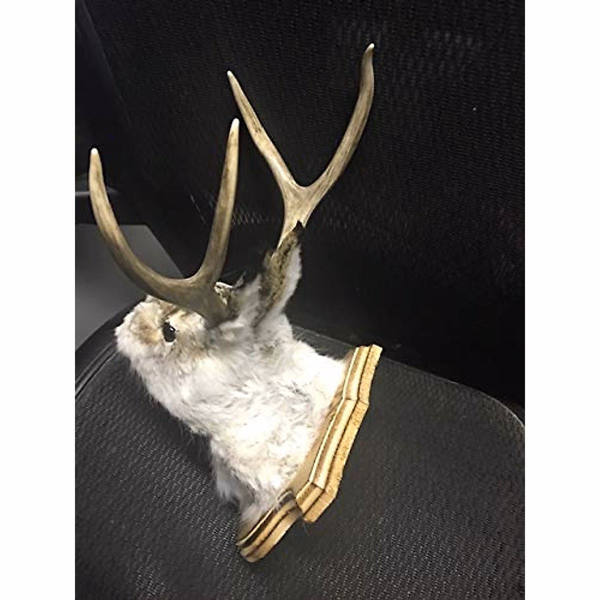 Jackalope Shoulder Head Mount Taxidermy Mounted 4 Point Antlers Professionally Done (Bailey)
