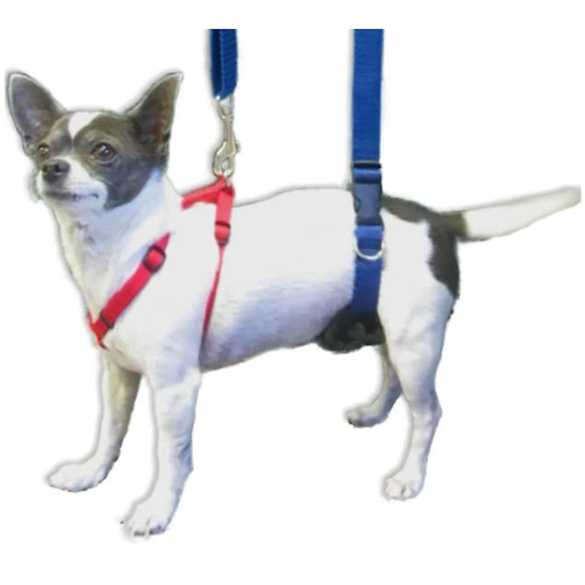 GINGERLEAD Dog Sling Hip Support Harness, X-Small Fits Little Pets Under 25 lbs and Dachshunds with IVDD, Spinal Disc Disease, or Back Injuries. Assist Elderly, Paralyzed, or Recovering Pets.