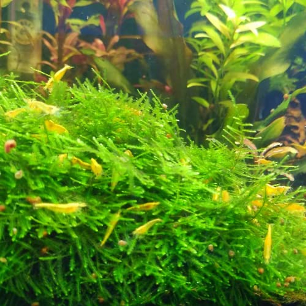 Mainam 3 Different Anubias Nana Java Fern Windelov Java Moss Tropical Freshwater Live Aquarium Plant Decorations 3 Days BUY2GET1FREE