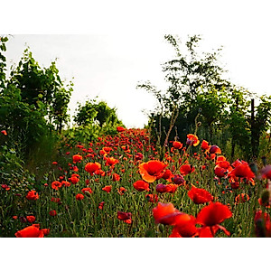 Poppy Seeds for Planting, 80000+ Poppy Flower Seed for Outdoors