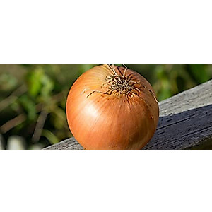 Gaea's Blessing Seeds - Onion Seeds - Non-GMO Heirloom Seeds with Easy to Follow Instructions (Walla Walla Sweet Onion) 93% Germination Rate