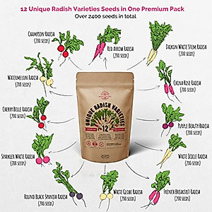12 Radish Seeds Variety Pack for Planting Indoor & Outdoors 2400+ Heirloom Non-GMO Bulk Radish Garden Seeds: Daikon, Cherry Belle, French, Breakfast, Champion, Purple, Watermelon Radishes Seeds & More