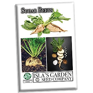 Sugar Beets, 100+ Heriloom Seeds Per Packet, (Isla's Garden Seeds), Non GMO Seeds, Botanical Name: Beta vulgaris subsp. vulgaris convar. vulgaris VAR. altissima