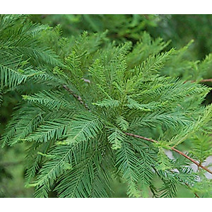 Bald Cypress | 10 Live Trees | Taxodium Distichum | Fast Growing Shade Tree Wet Tolerant