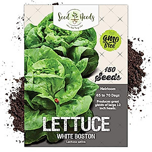Seed Needs, Butterhead Lettuce Lovers Seed Packet Collection (5 Varieties of Heirloom Lettuce Seeds for Planting) Non-GMO & Untreated - Great for Hydroponics