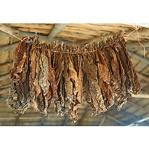 Ladybug Soap Company 5 Piece Set - Natural Travel Size Solid Perfume with Free Embroidered Cotton Bag - Phthalate Free - Rose Garden, Bee Balm, Violet Sandalwood, Gardenia, Tobacco White Santal