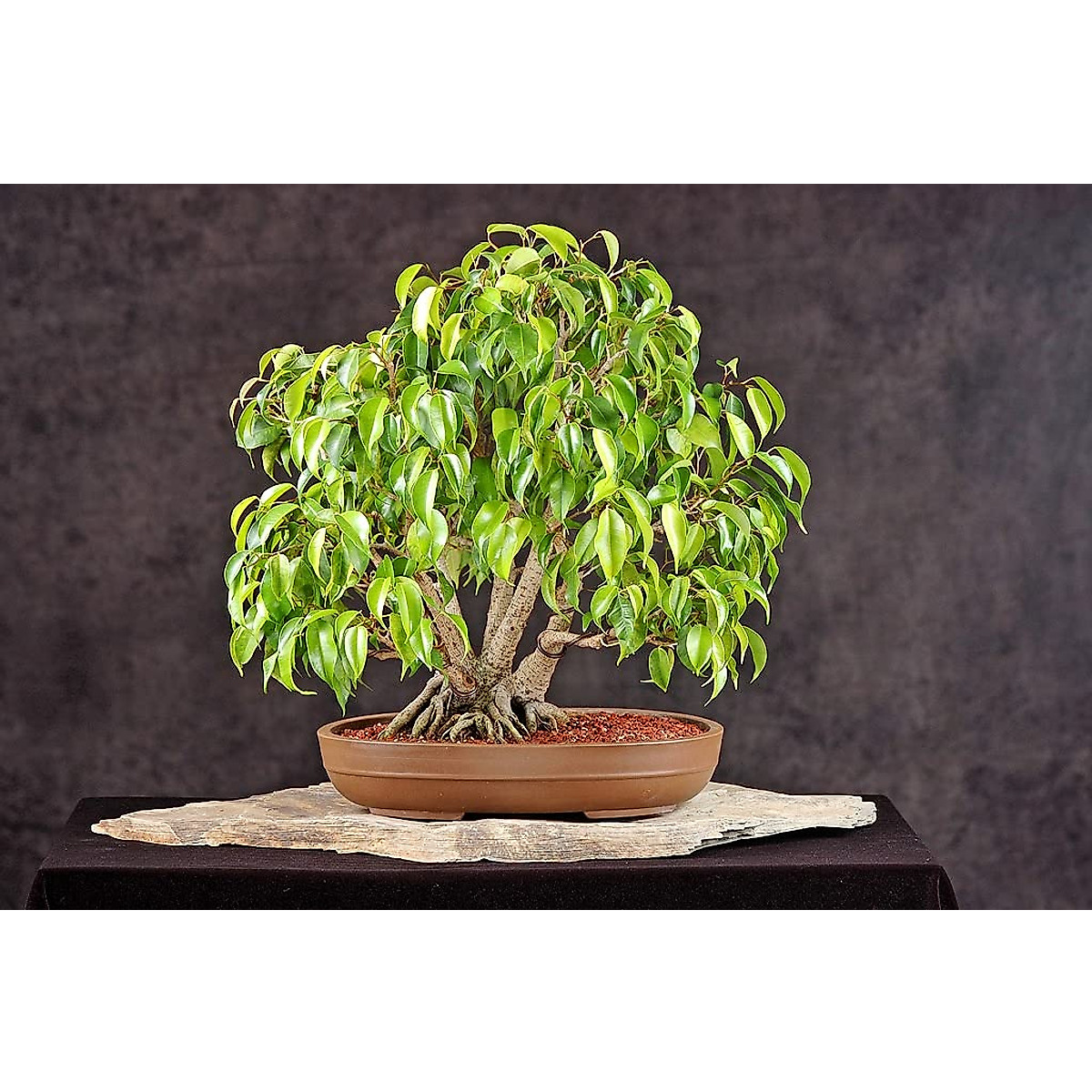 Ficus Benjamina Bonsai Weeping Fig Tree 20+ Seeds for Planting Non-GMO ...