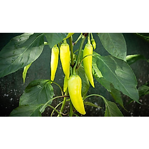 Banana Pepper Seeds for Planting, 100+ Heirloom Seeds Per Packet, (Isla's Garden Seeds), Non GMO Seeds, Other Name: Yellow Wax Pepper/Banana Chilies, Scientific Name: Capsicum annuum