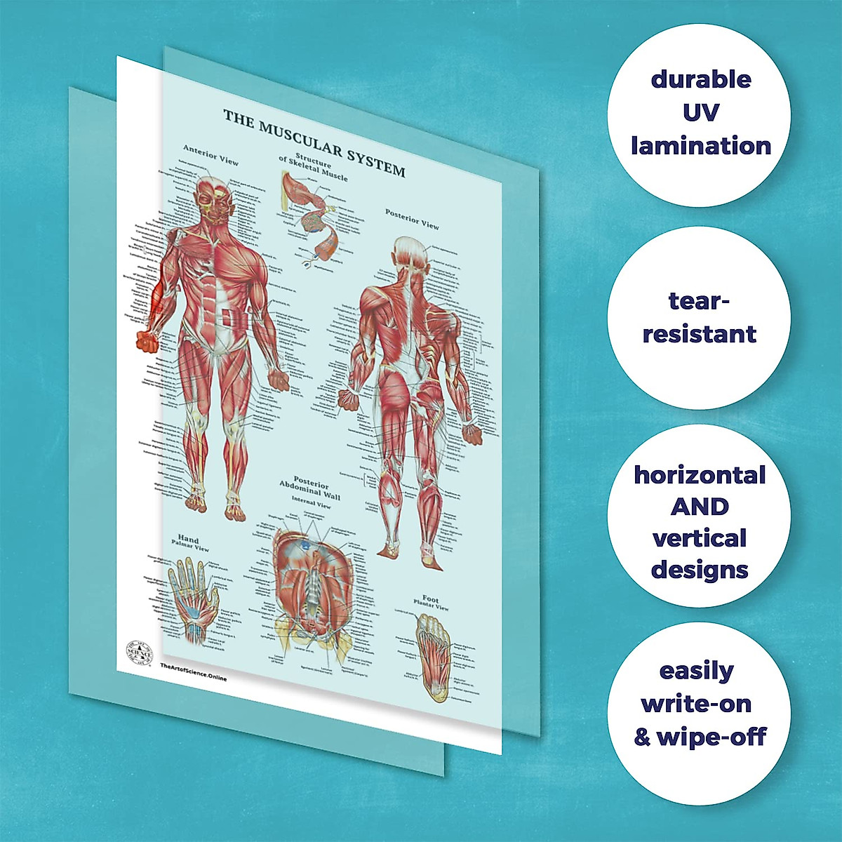 11 Human Anatomy Posters - Medical Posters, Skeletal, Male Female Muscular, Circulatory, Lymphatic, Reproductive, Nervous, Digestive, Endocrine, Respiratory Systems, Health Posters -18x30