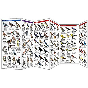 New York State Birds: A Folding Pocket Guide to Familiar Species (Nature Observation North America)