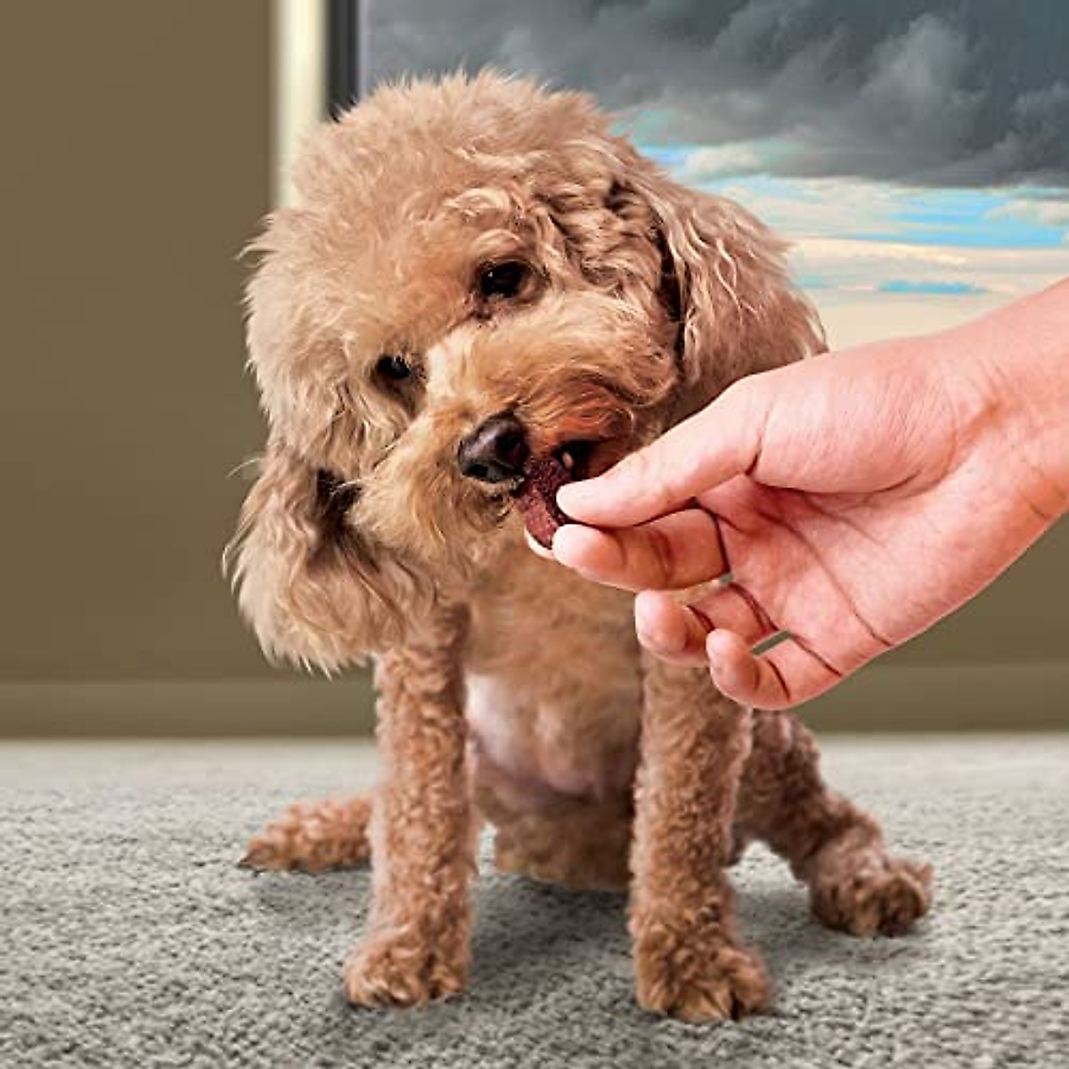 KONG - Calming Chews 28 Pieces - Natural Soft and Chewy Dog Calming Treats for Anxiety, Stress & Separation, Fireworks and Thunderstorms Aid & Relief - for Medium/Large Dogs Greater Than 36 lbs