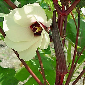 CHUXAY GARDEN Burgundy Okra,Red Okra,Abelmoschus Esculentus 420 Seeds Non-GMO Vegetable Seed Self-Seeding Green Organic Plants High Germination Rate