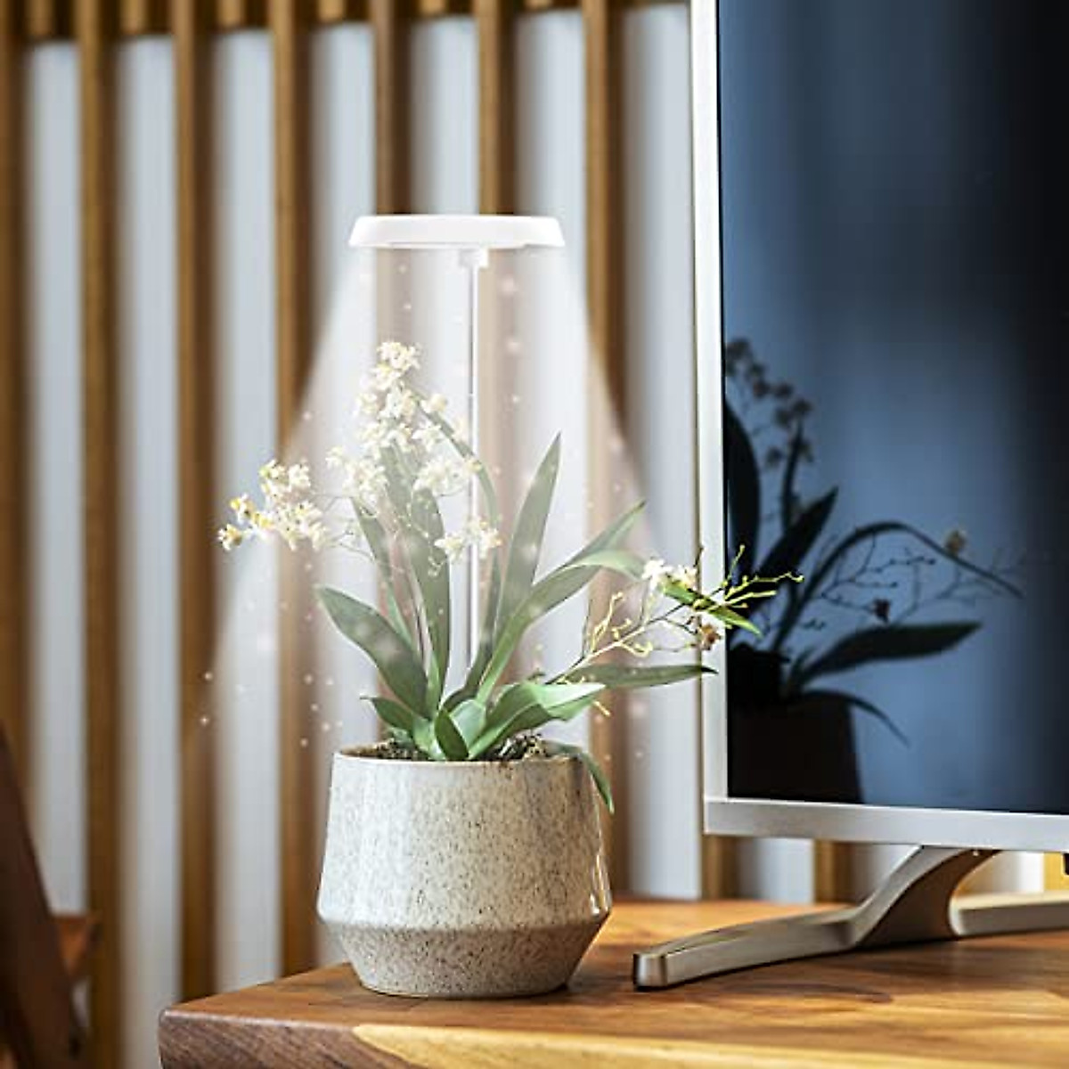 GYTF Halo Plant Grow Light, 6000K White LED Full Spectrum Growing Lamp for Indoor Plants, Succulents, Mini Bonsai, Small Plants, Height Adjustable, Dimmable & Timer 4/8/12/18Hrs