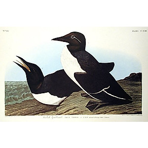 Foolish Guillemot. From"The Birds of America" (Amsterdam Edition)
