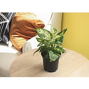 Dieffenbachia Live Plant, Dumbcane Live House Plants Indoors Live Indoor Plants, Mother in Law Tongue Plant Live Plants Indoor Plants Live Houseplants, Indoor Plant House Plant Live by Plants for Pets