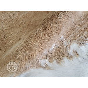 Genuine Palomino Beige and White Cowhide Rug 6 x 7-8 ft. 180 x 240 cm