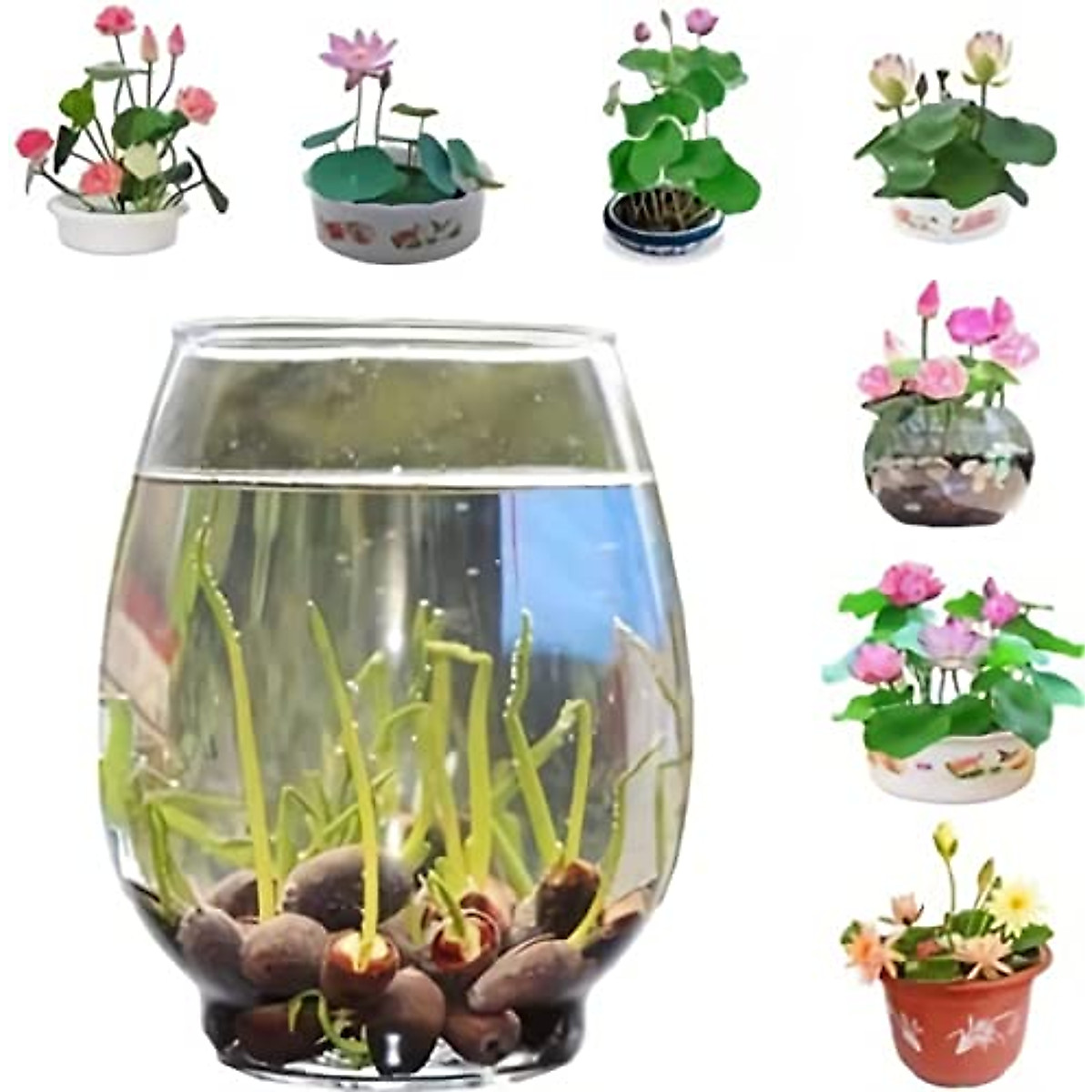 30 Pcs Mixed Bonsai Lotus Flower Seeds Mixed Color Water Lily Flower Plant Fresh Garden Seeds,for Growing Seeds in The Garden