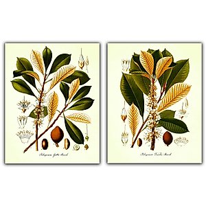 Vintage Leaves Botanical Set No.14 Wall Art Prints - Set of 2 11x14 UNFRAMED Kohler Cottagecore Decor Illustrations.