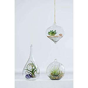 Mkono 3 Pack Glass Hanging Planter Air Fern Holder Terrarium Plants Hanger Vase Home Decoration Gift Idea for Succulent Moss Tillandsias Air Plants, Olive, Globe and Teardrop (Plant Not Included)